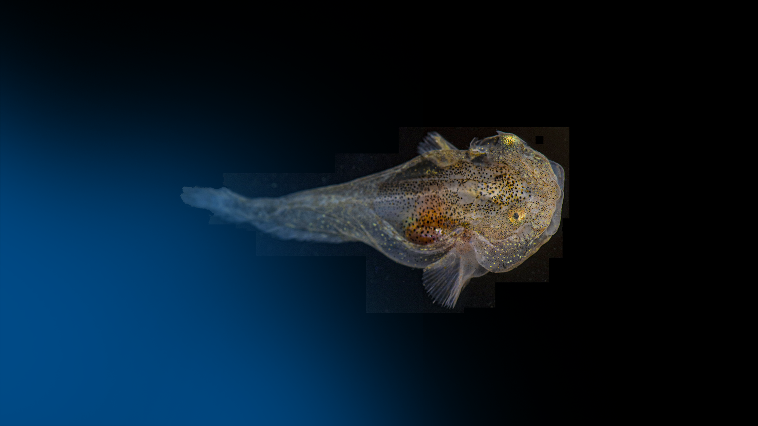 What’s this fish have in common with your car Constantine S. Niarchos ...