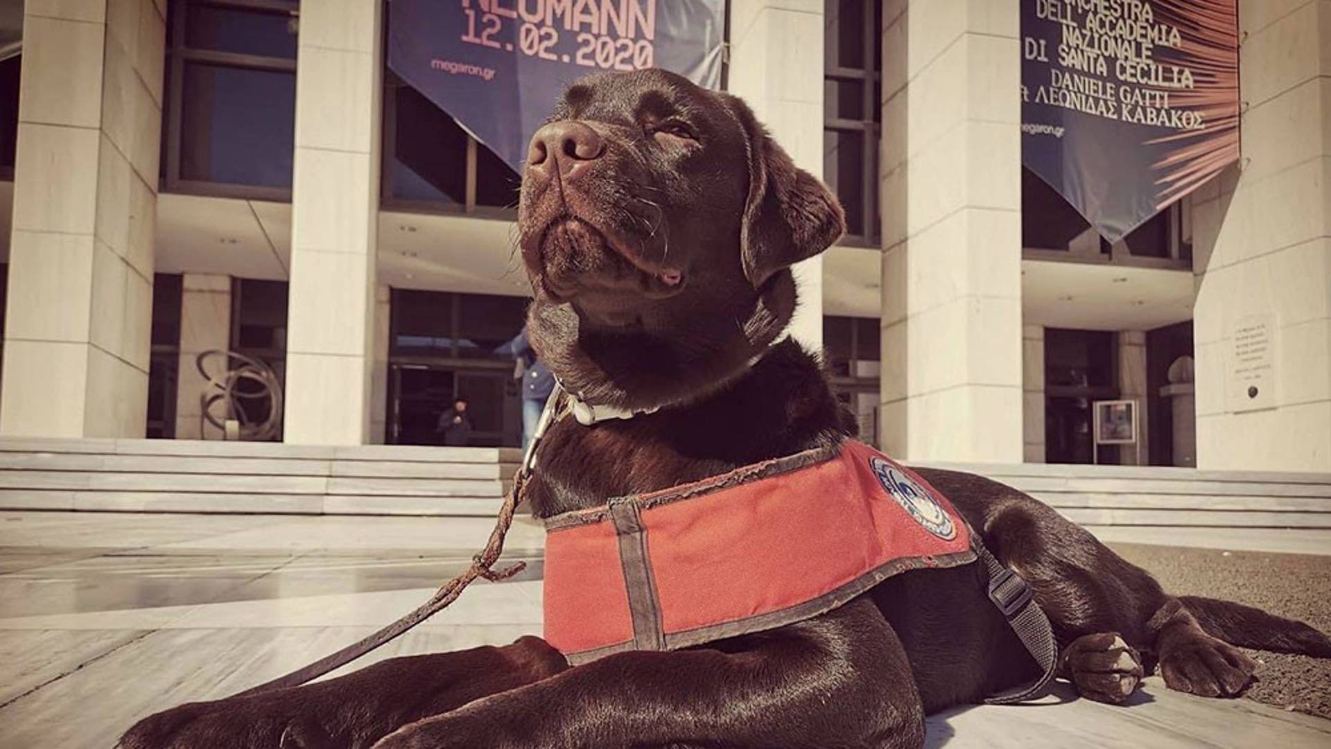 Guide Dogs Unlock Greater Autonomy for People with Visual Impairments ...