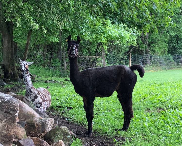 Llama Magic and Molecular Lego in Rockefeller University’s COVID ...